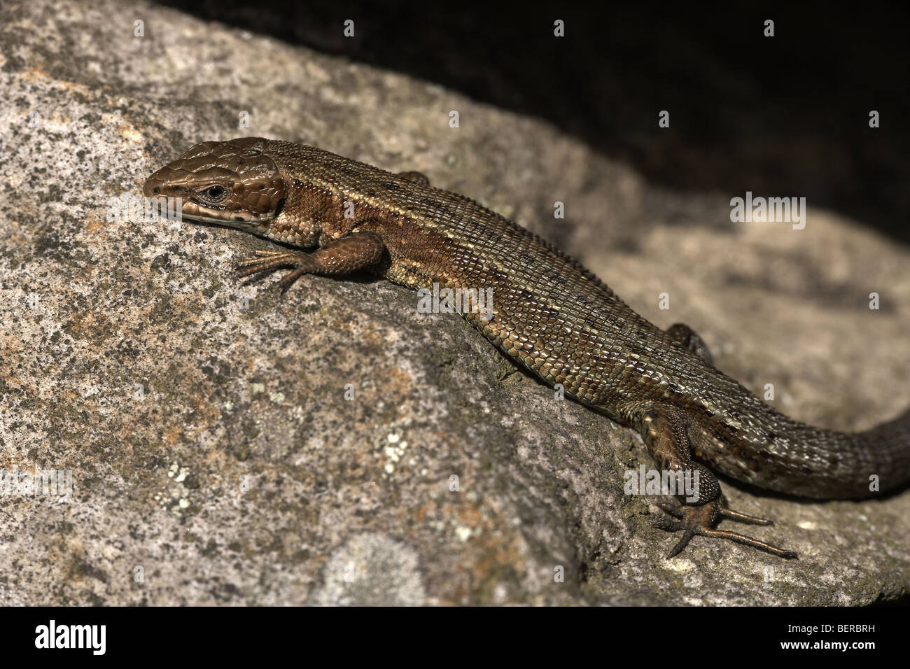 Basking common lizard hi-res stock photography and images - Alamy
