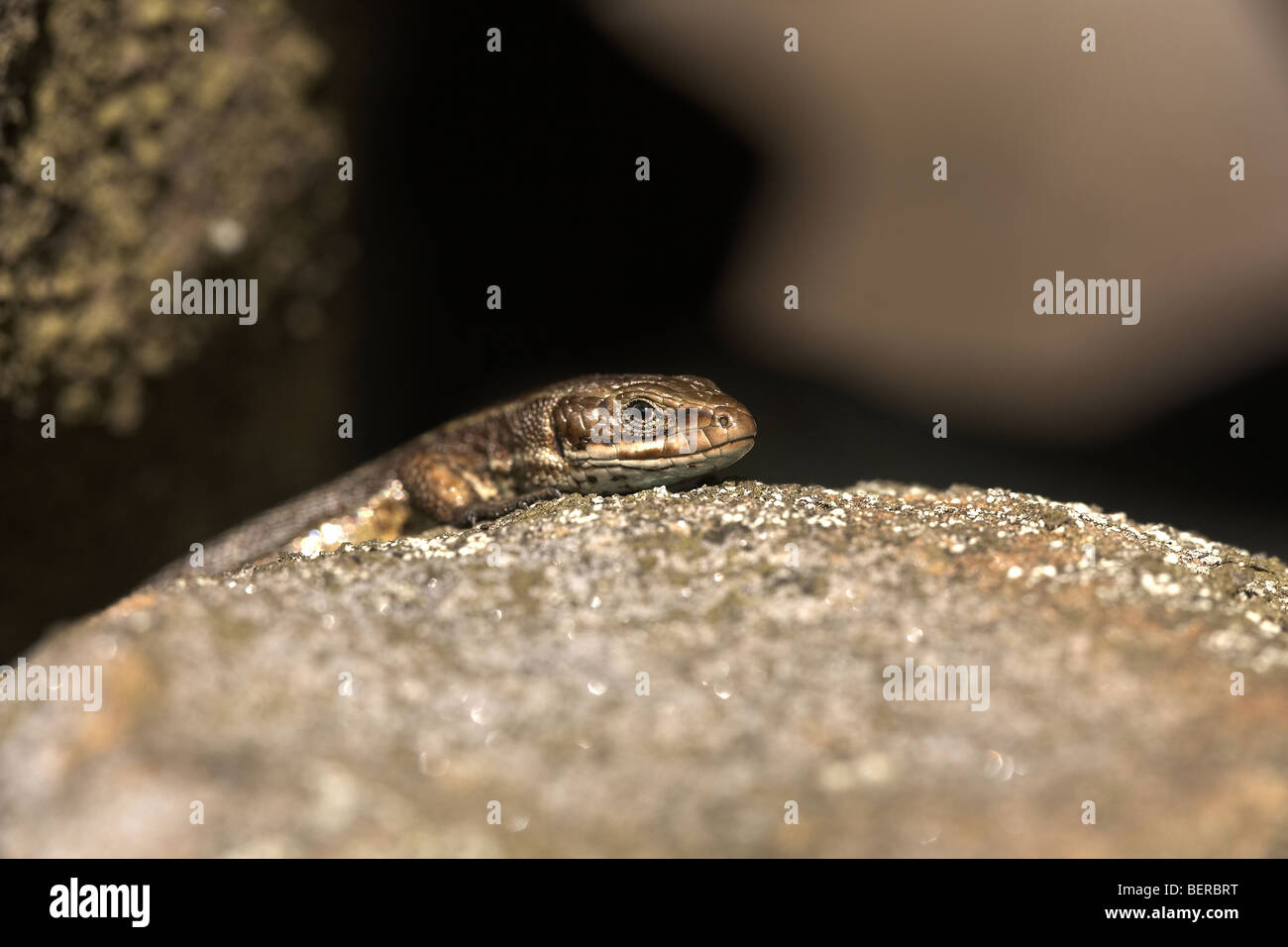 Viviparous lizard yorkshire hi-res stock photography and images - Alamy