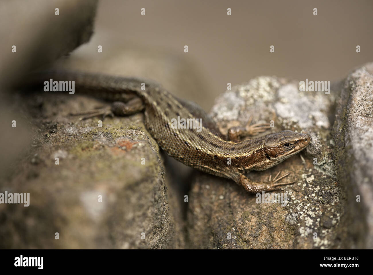 Viviparous lizard yorkshire hi-res stock photography and images - Alamy