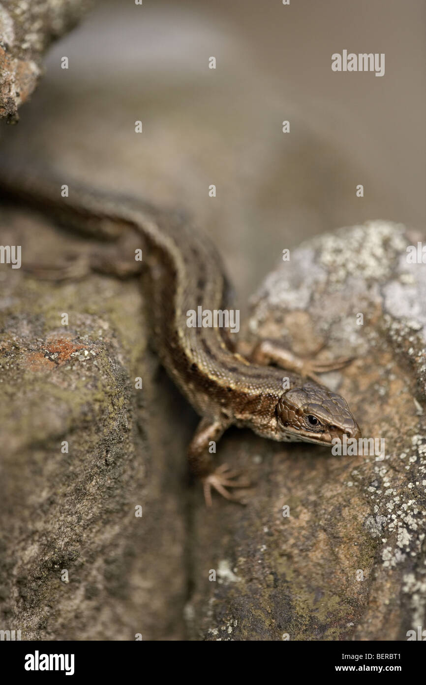 Viviparous lizard yorkshire hi-res stock photography and images - Alamy