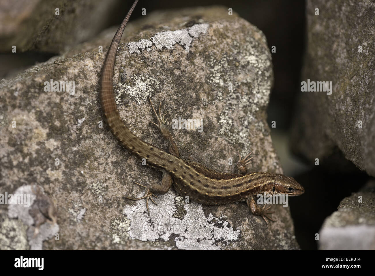 Viviparous lizard yorkshire hi-res stock photography and images - Alamy