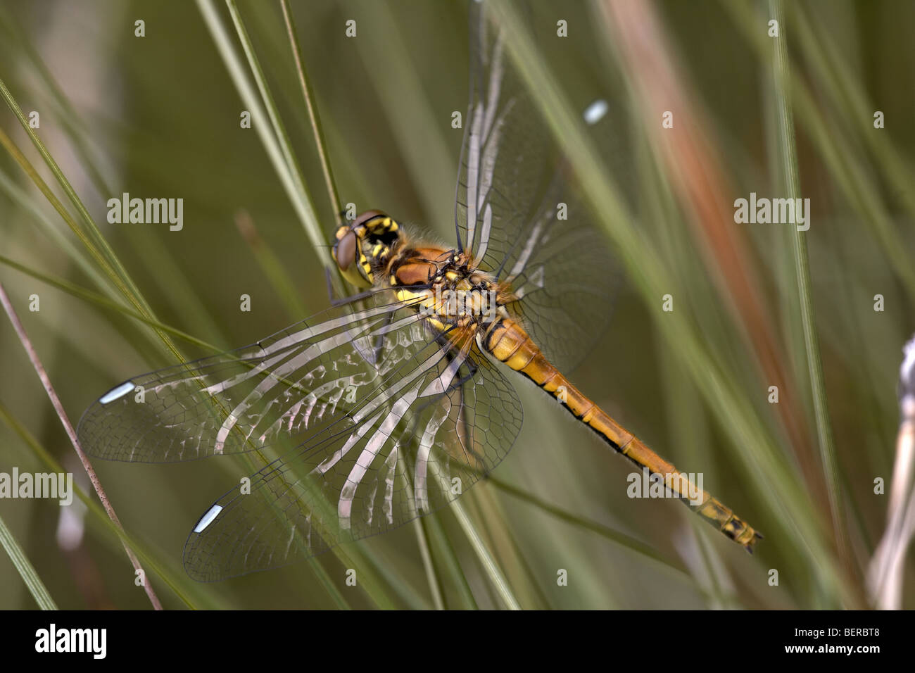 Common Darter, Sympetrum striolatum, dragonfly Stock Photo - Alamy