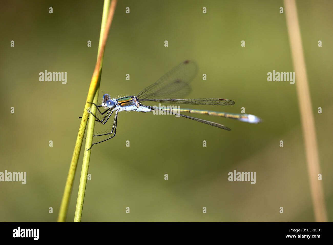 Emerald damselfly lestes sponsa hi-res stock photography and images - Alamy