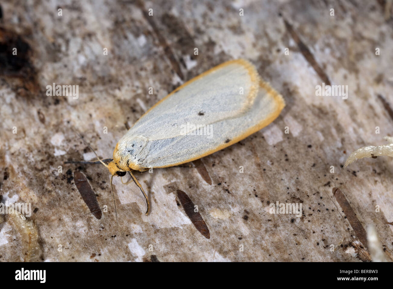 Four-dotted footman moth, Cybosia mesomella Stock Photo - Alamy