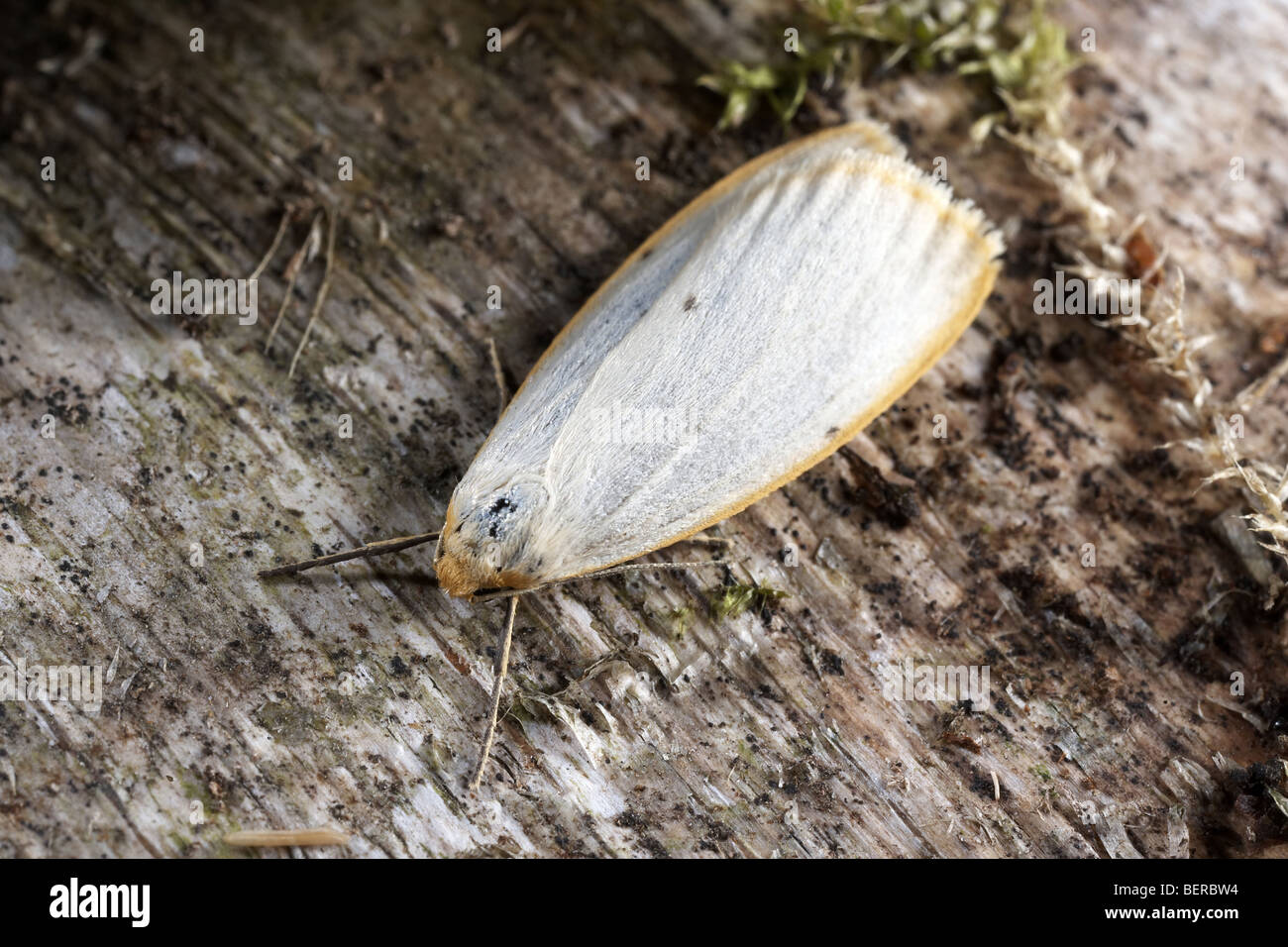 Footman moth hi-res stock photography and images - Alamy