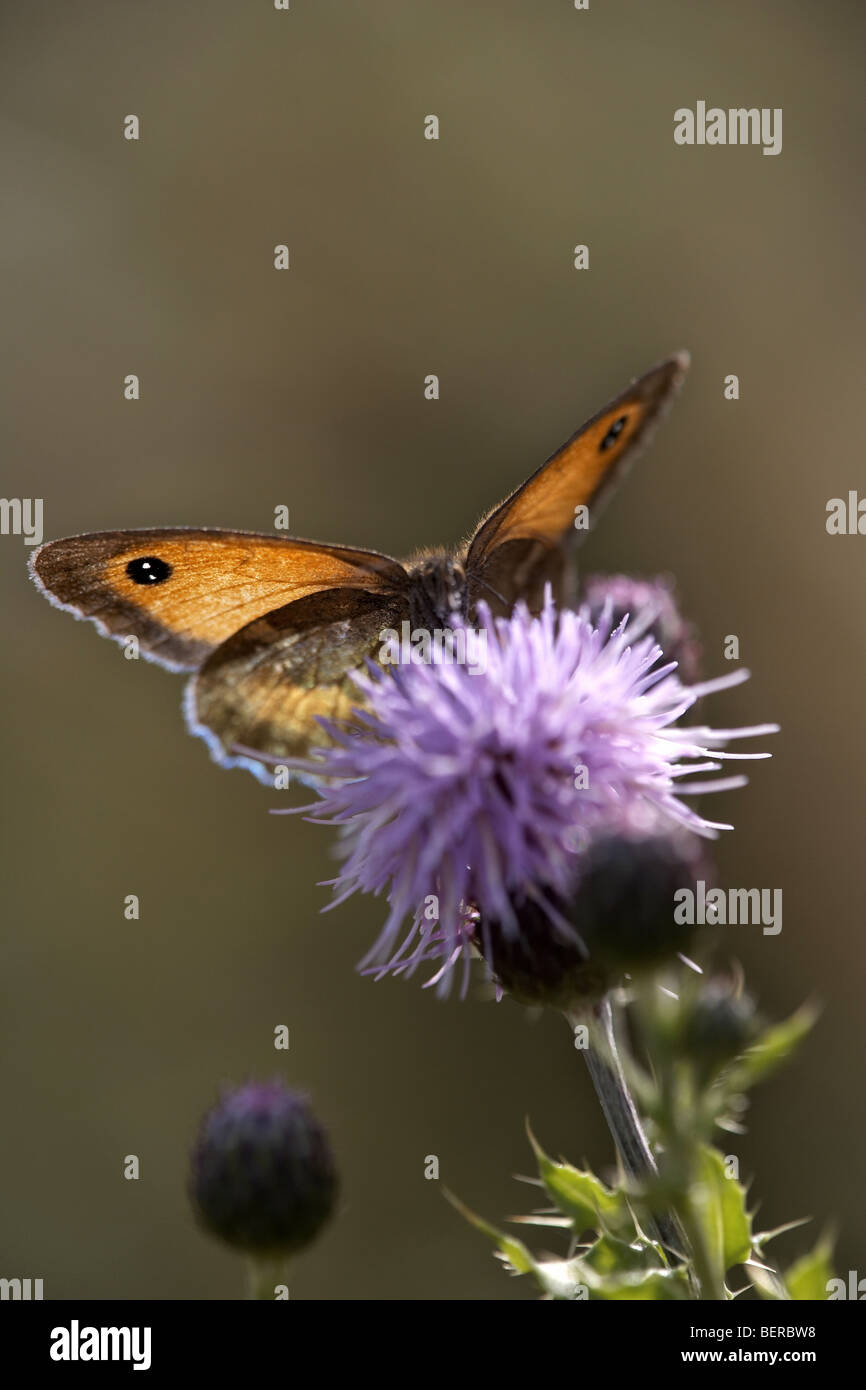 Gatekeeper butterflies hi-res stock photography and images - Alamy