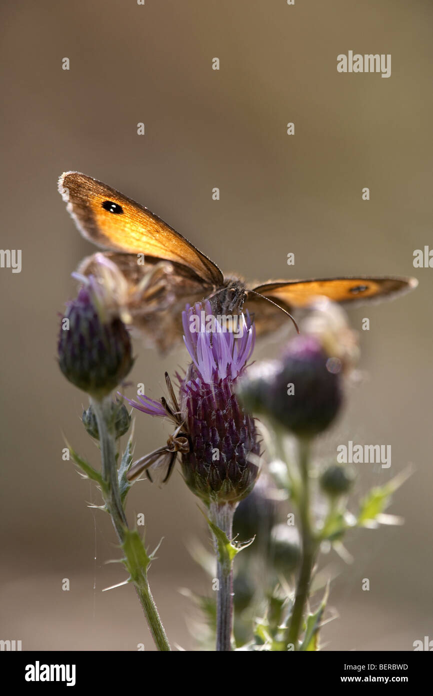 Gatekeeper butterflies hi-res stock photography and images - Alamy