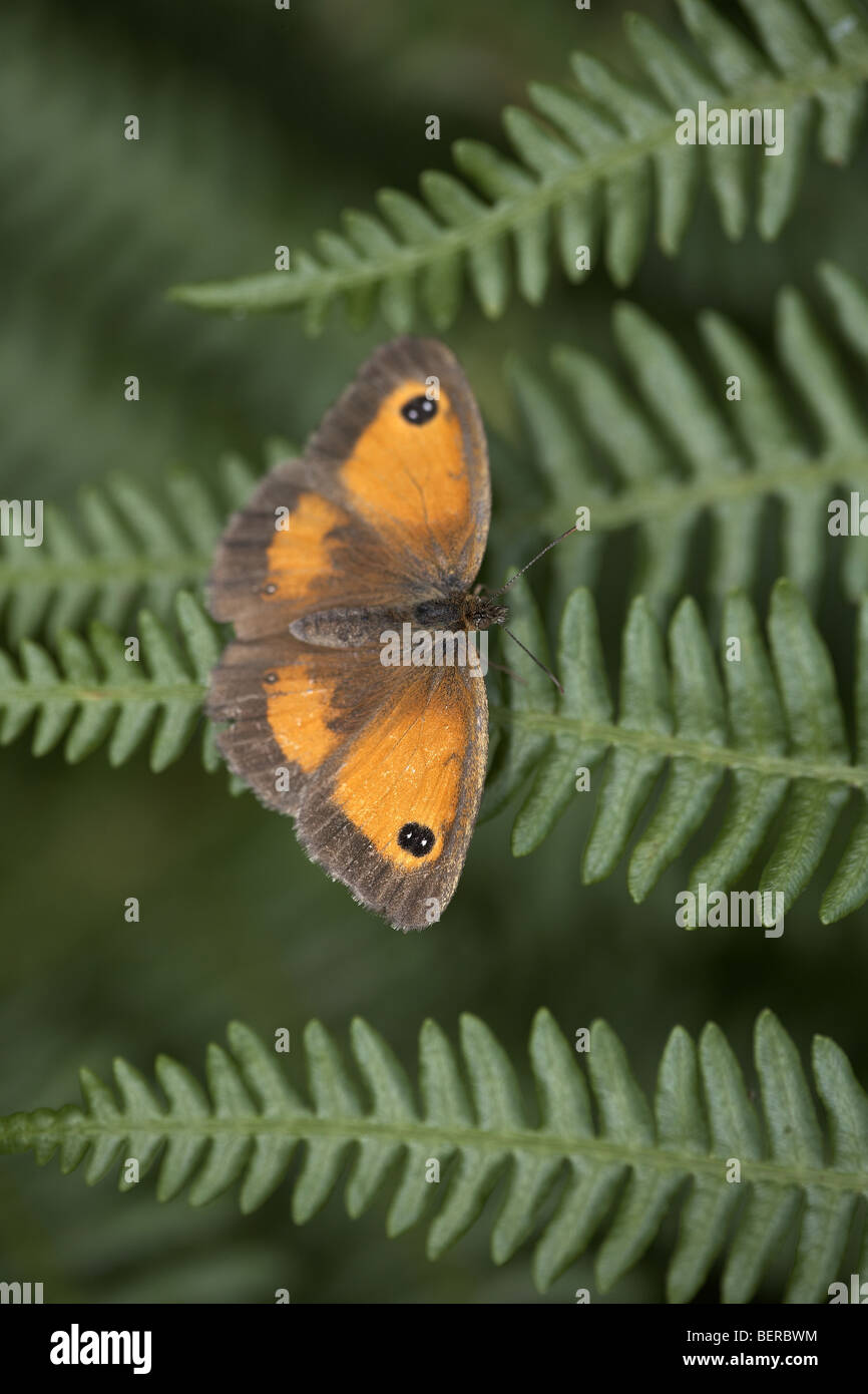 Gatekeeper butterflies hi-res stock photography and images - Alamy