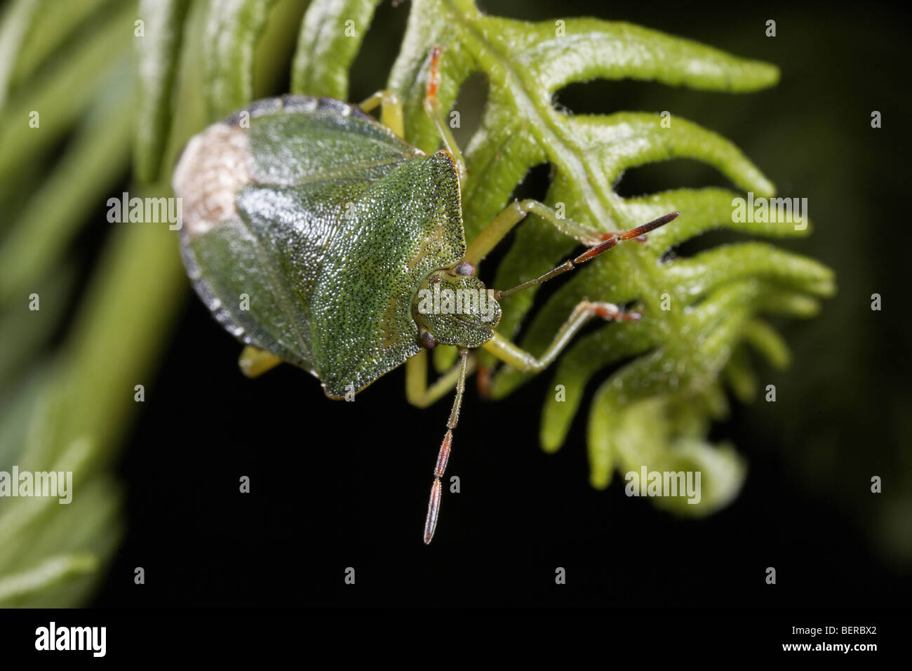 Green shield bug uk hi-res stock photography and images - Alamy