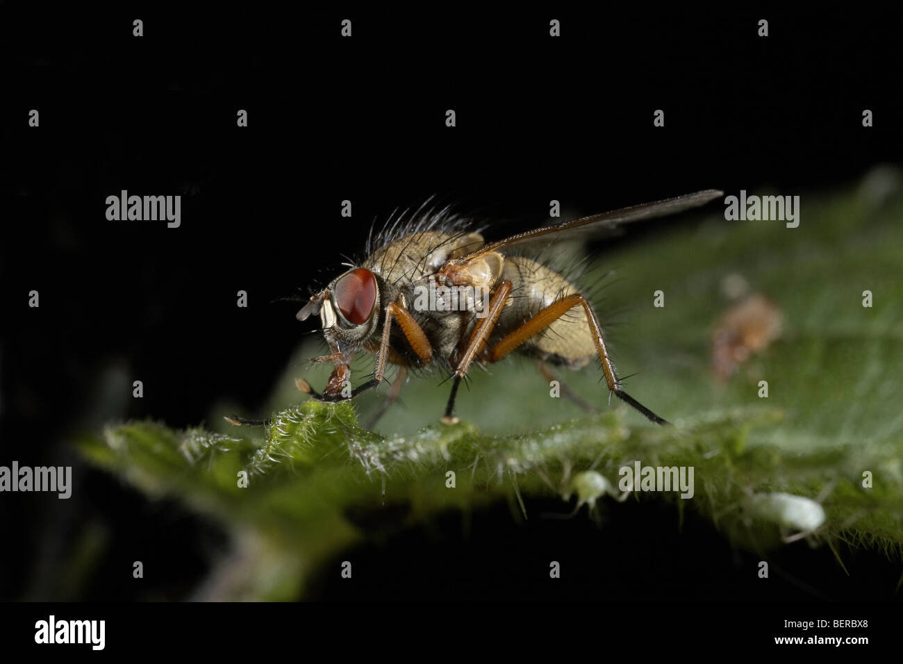 House fly, Musca domestica Stock Photo - Alamy