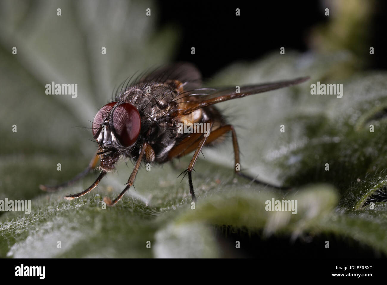 Musca domestica hi-res stock photography and images - Alamy