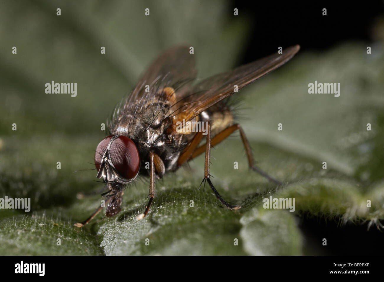 House fly, Musca domestica Stock Photo - Alamy