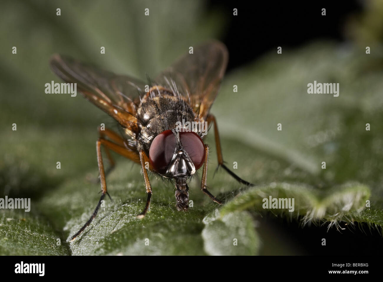 Musca Domestica Stock Photos & Musca Domestica Stock Images - Alamy