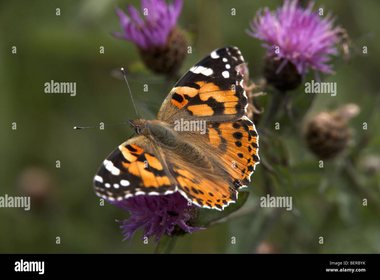 Painted Lady, Vanessa cardui, UK Stock Photo - Alamy