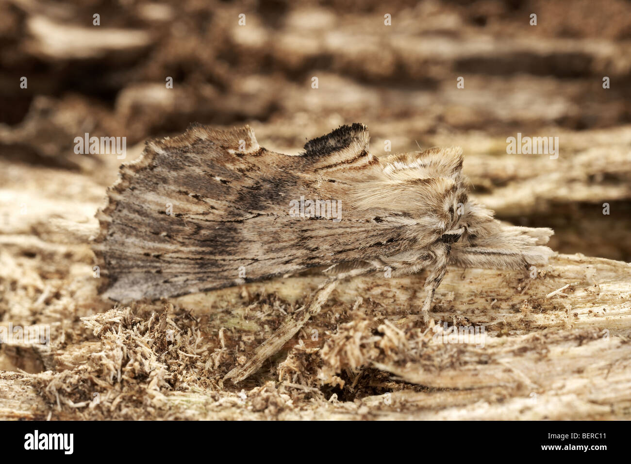Pale prominent, Pterostoma palpina, moth resembles a piece of dry ...