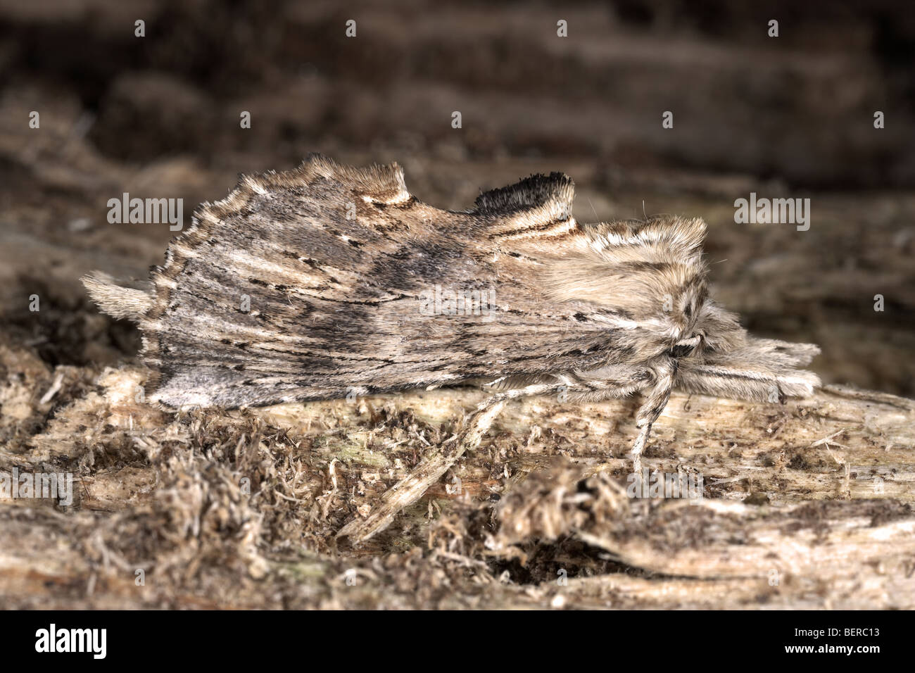 Pale prominent, Pterostoma palpina, moth resembles a piece of dry ...