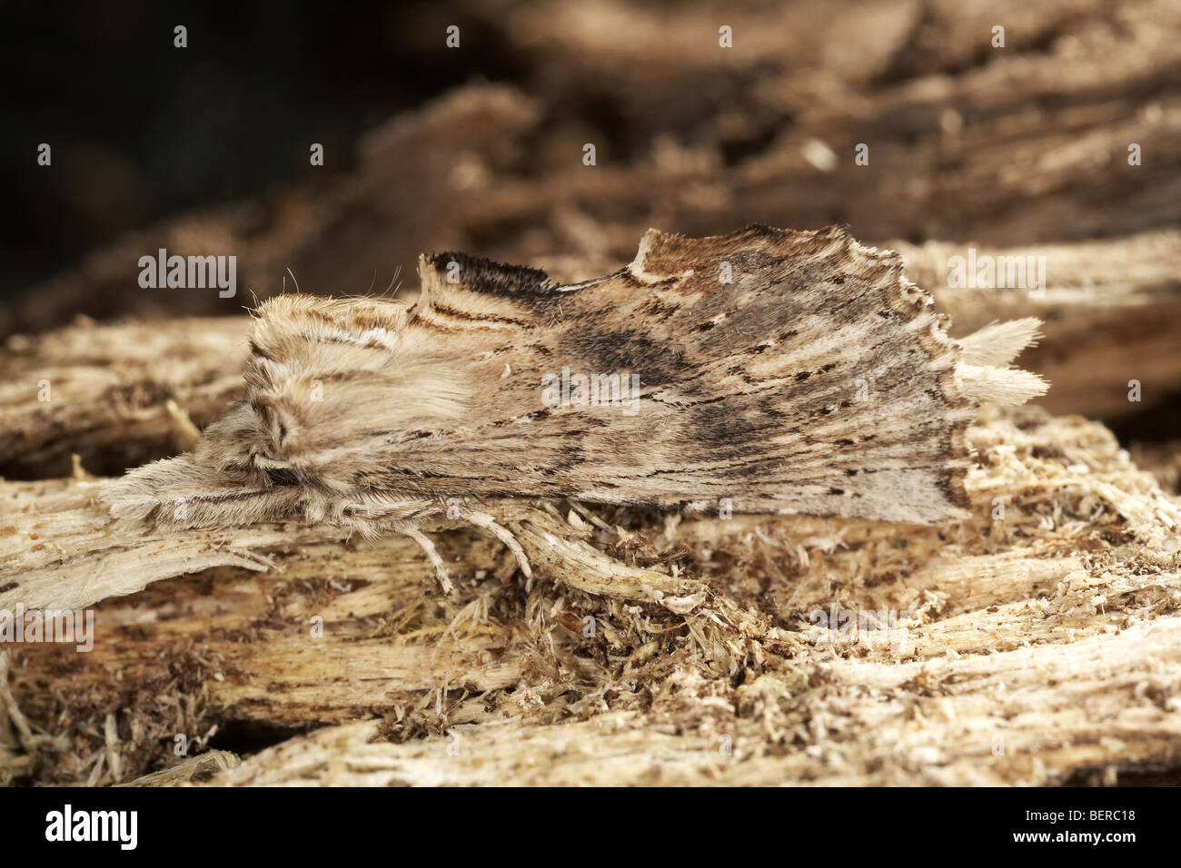 Pale prominent, Pterostoma palpina, moth resembles a piece of dry ...
