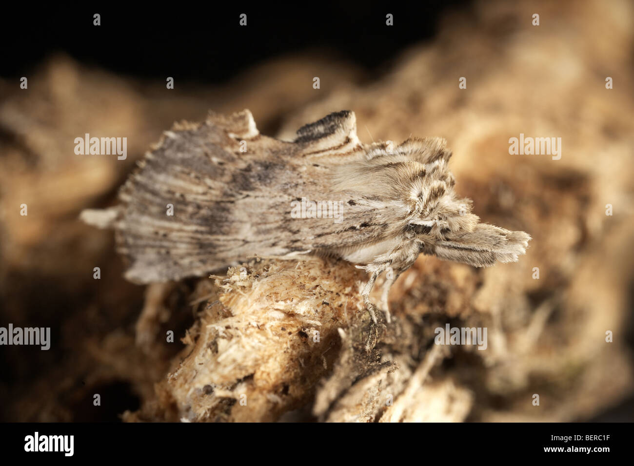 Pale prominent, Pterostoma palpina, moth resembles a piece of dry ...