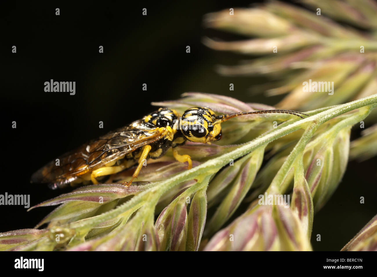 Sawfly, Rhogogaster picta UK Stock Photo - Alamy
