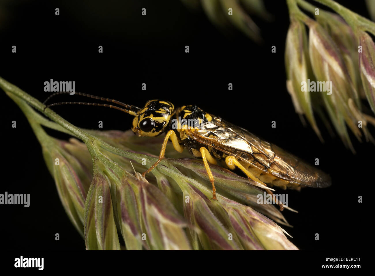 Sawfly, Rhogogaster picta UK Stock Photo - Alamy