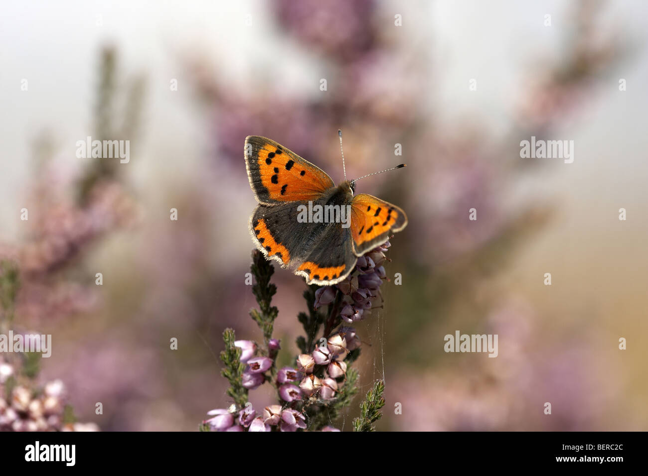 Copper insect hi-res stock photography and images - Alamy
