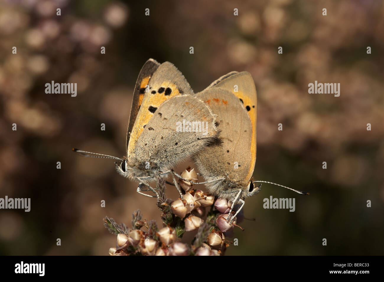 Small copper, Lycaena phlaeas, butterflies mating Stock Photo - Alamy