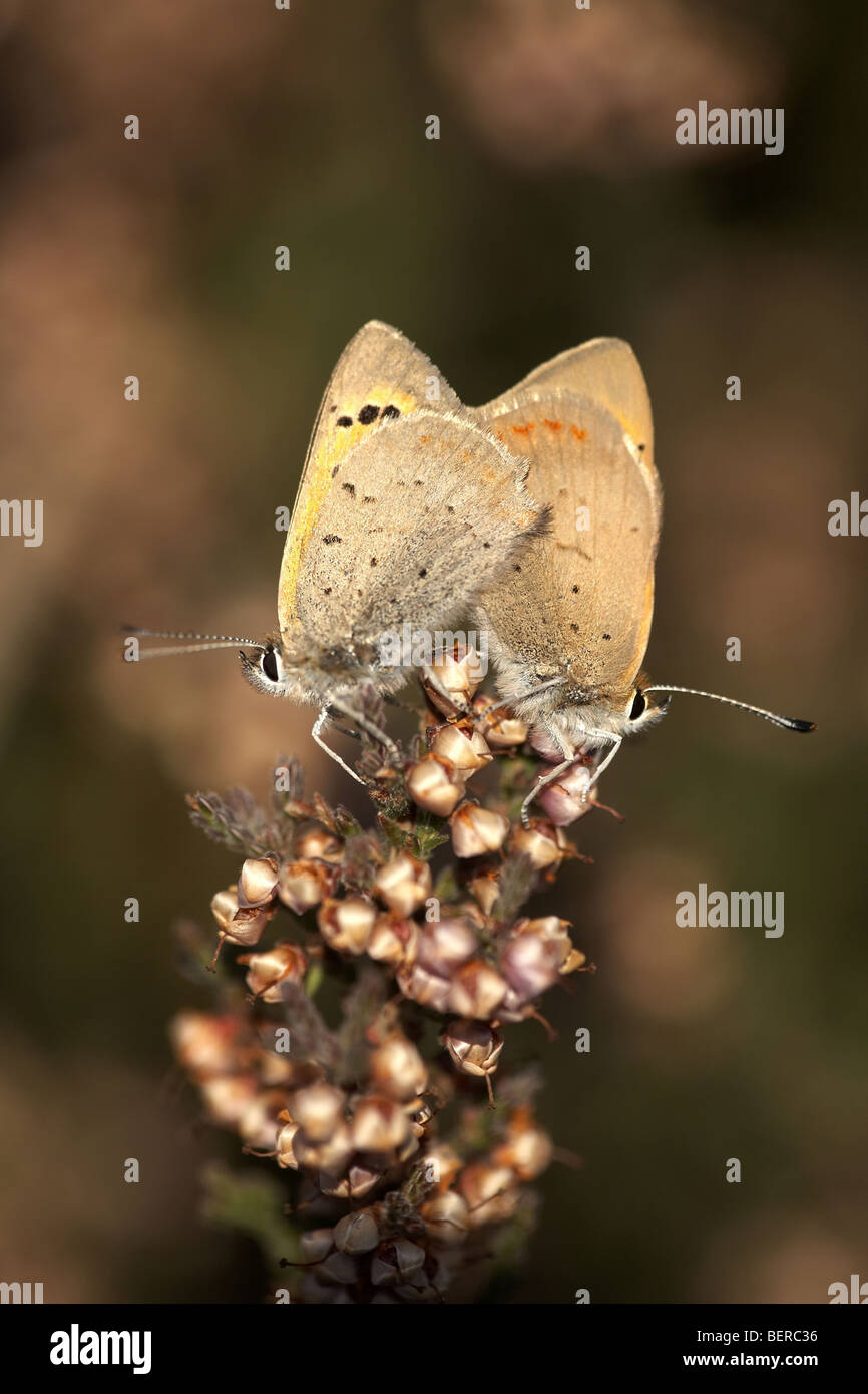 Small copper, Lycaena phlaeas, butterflies mating Stock Photo - Alamy