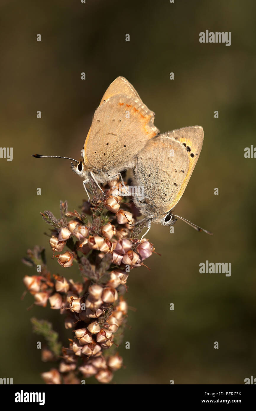 Small copper, Lycaena phlaeas, butterflies mating Stock Photo - Alamy