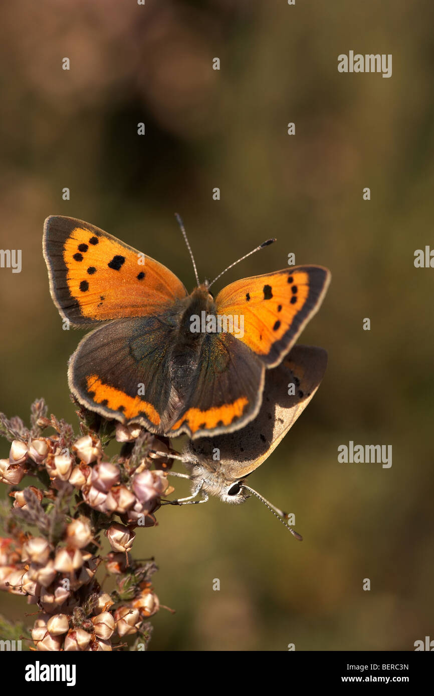 Small copper, Lycaena phlaeas, butterfly, UK Stock Photo - Alamy