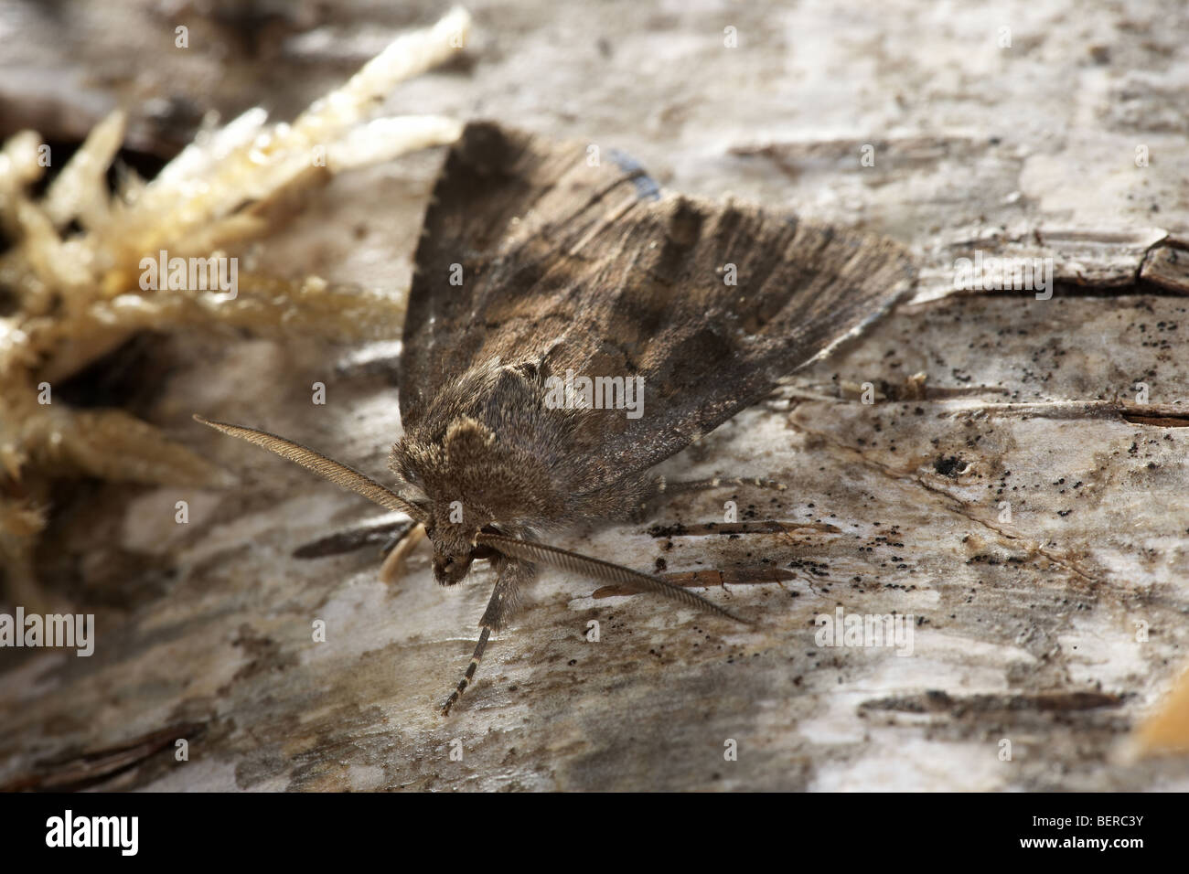 Uncertain moth hi-res stock photography and images - Alamy