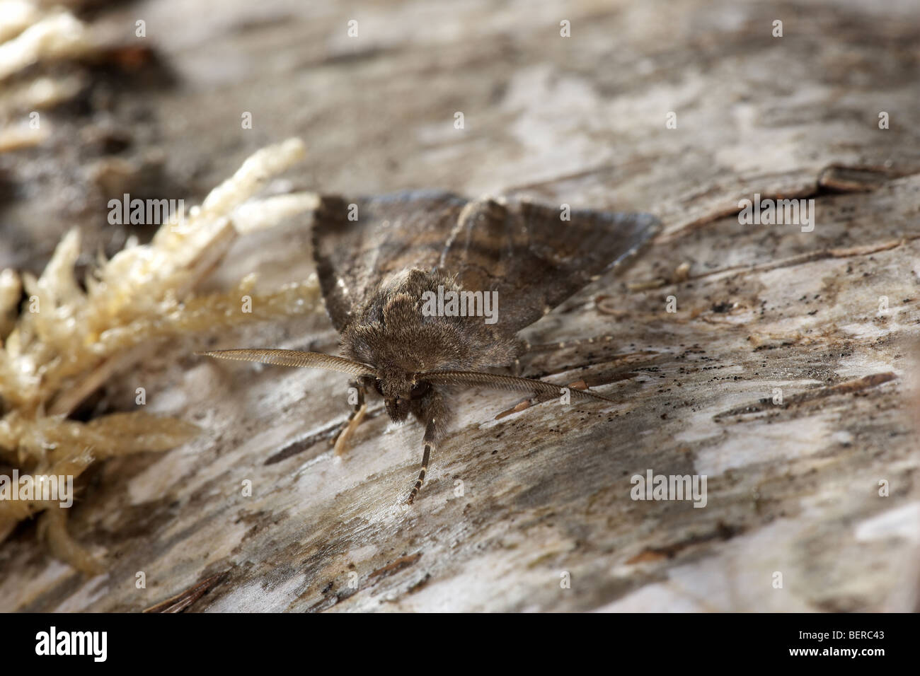 The Uncertain, Hoplodrina alsines, moth, UK Stock Photo - Alamy