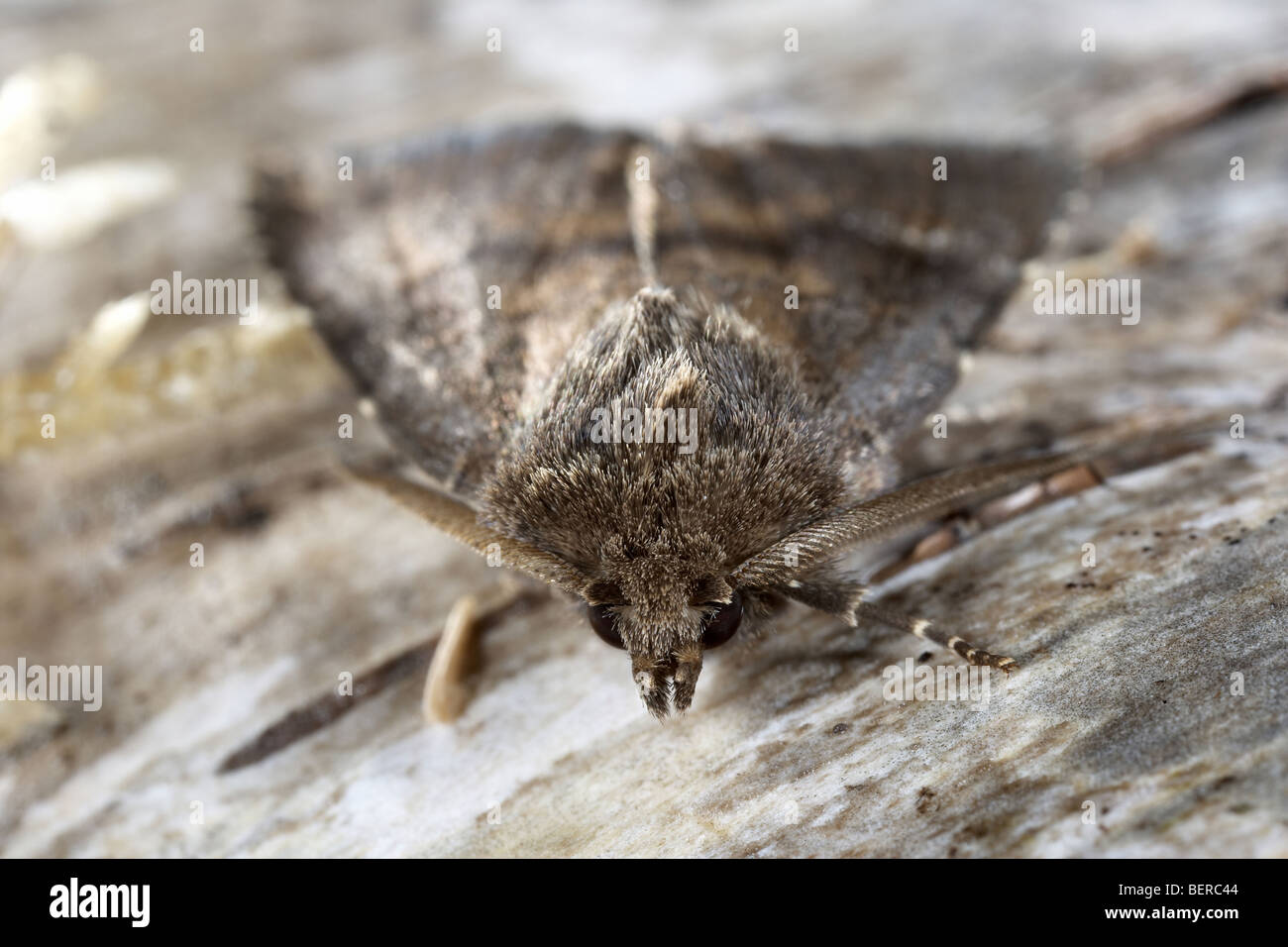 Invertebrate moth hi-res stock photography and images - Alamy