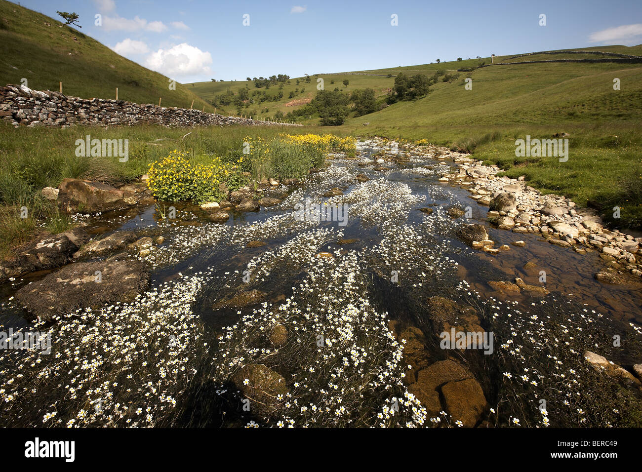 Scandal Beck flowing through Smaedale Gill National Nature Reserve ...