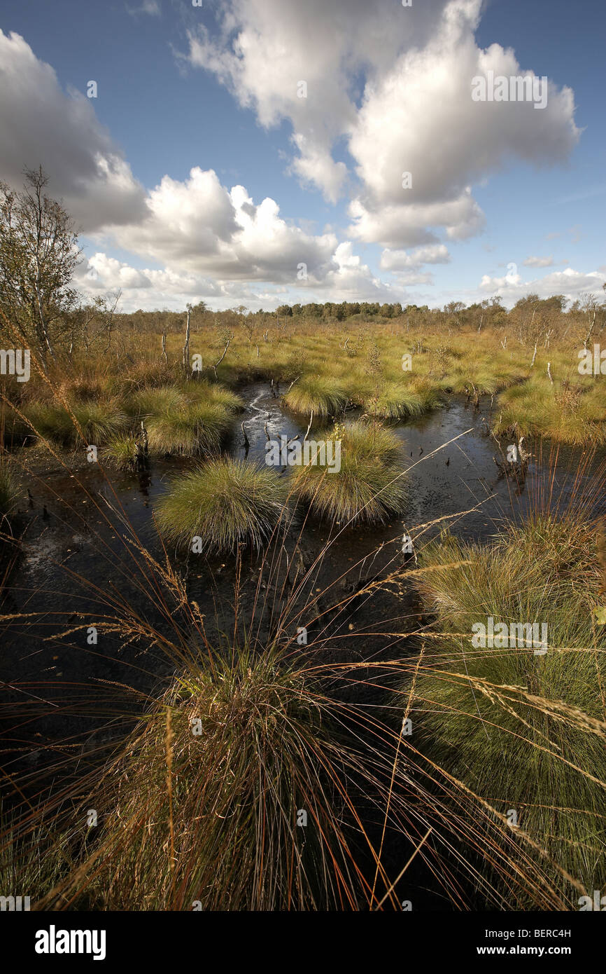 Crowle Moor and Thorne Moor national nature reserve part of the ...