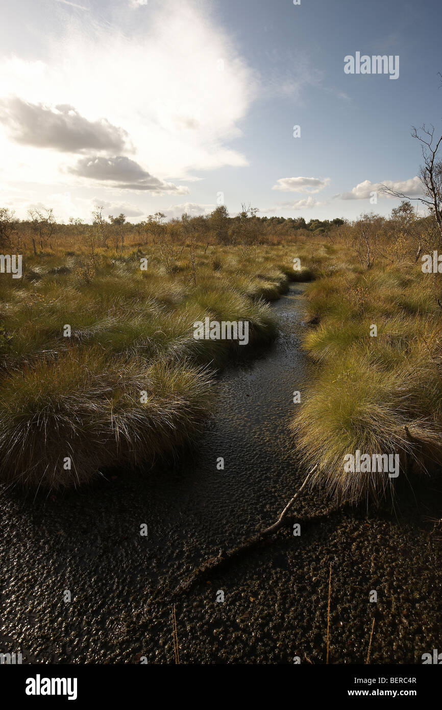 Crowle Moor and Thorne Moor national nature reserve part of the ...