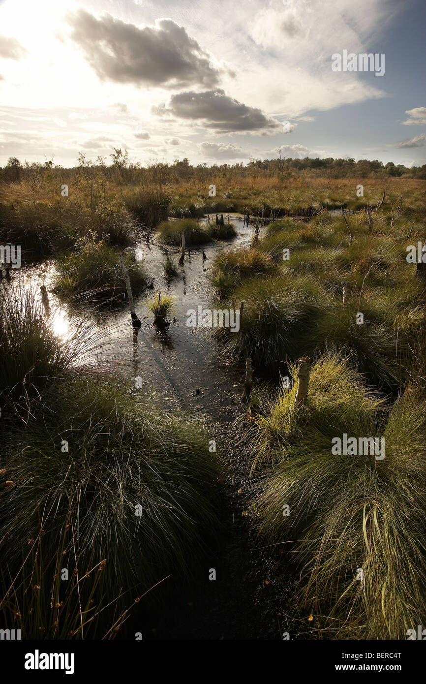 Crowle Moor and Thorne Moor national nature reserve part of the ...