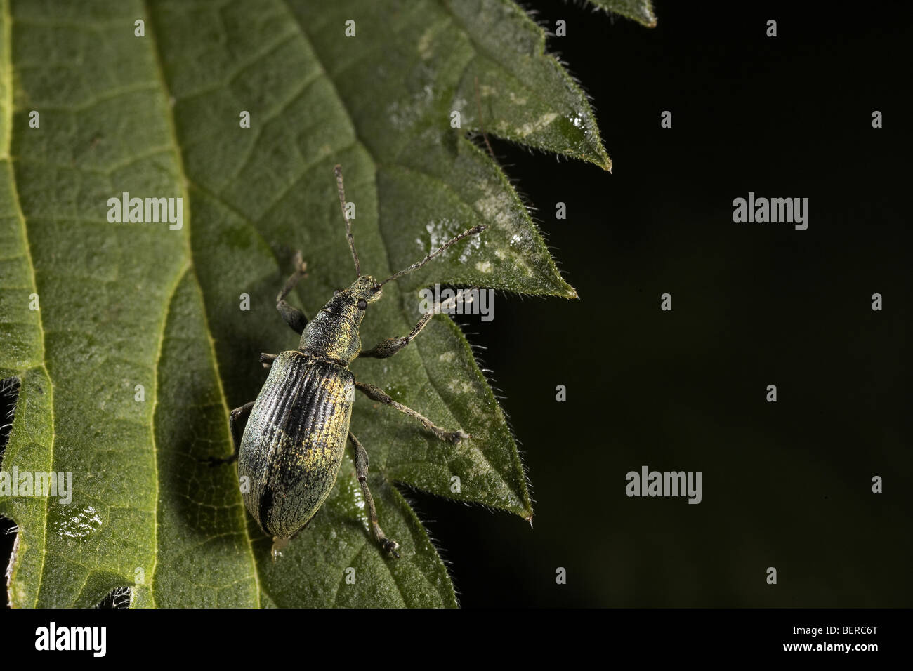 Nettle leaf weevil, Phyllobius pomaceus Stock Photo - Alamy