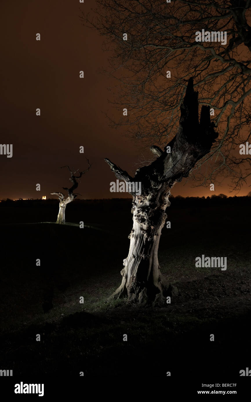 Two ancient dead trees at night on the Beverley Westwood Common, East ...