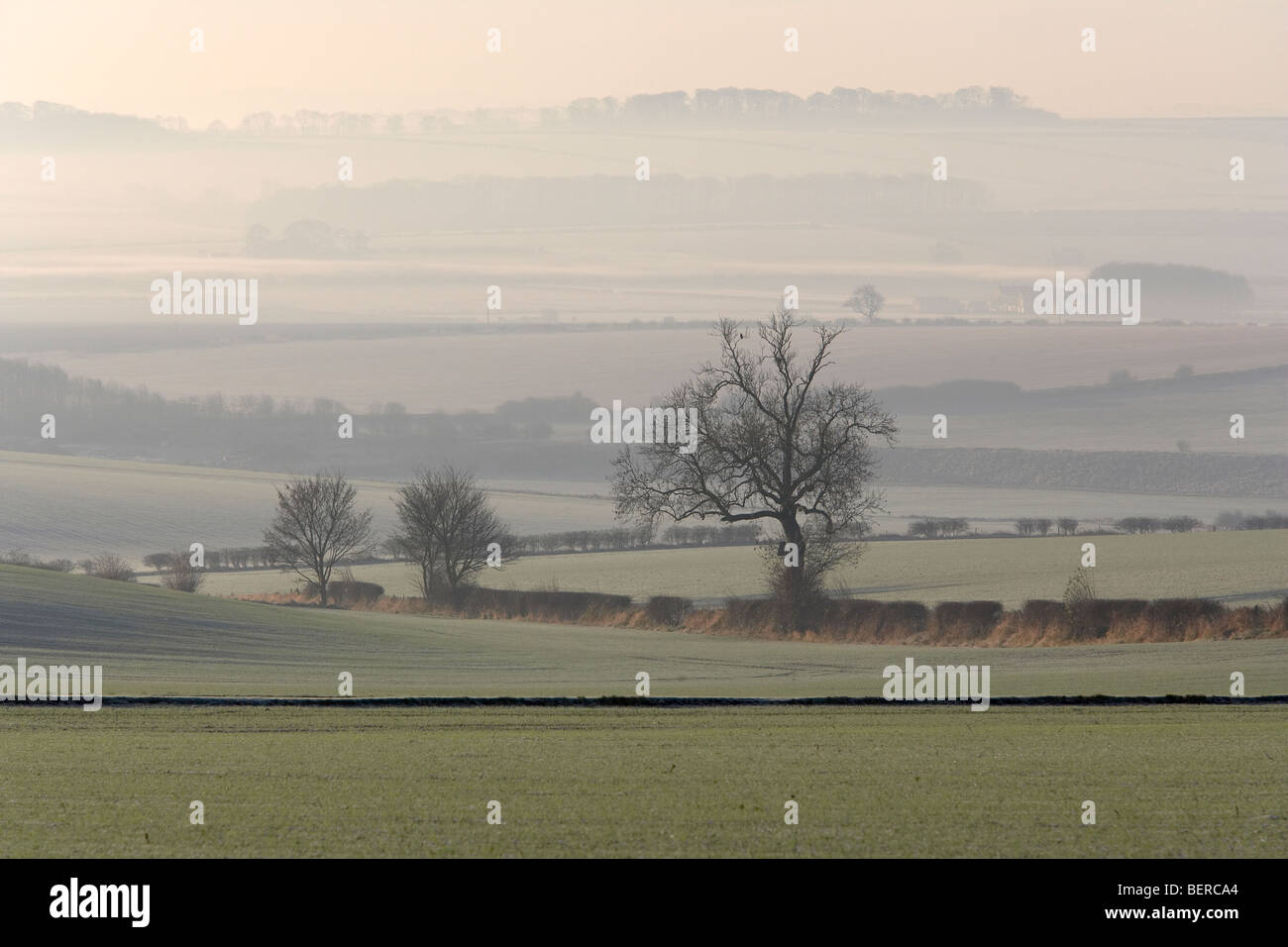 Misty morning on arable farm land, East Yorkshire Wolds near Driffield ...