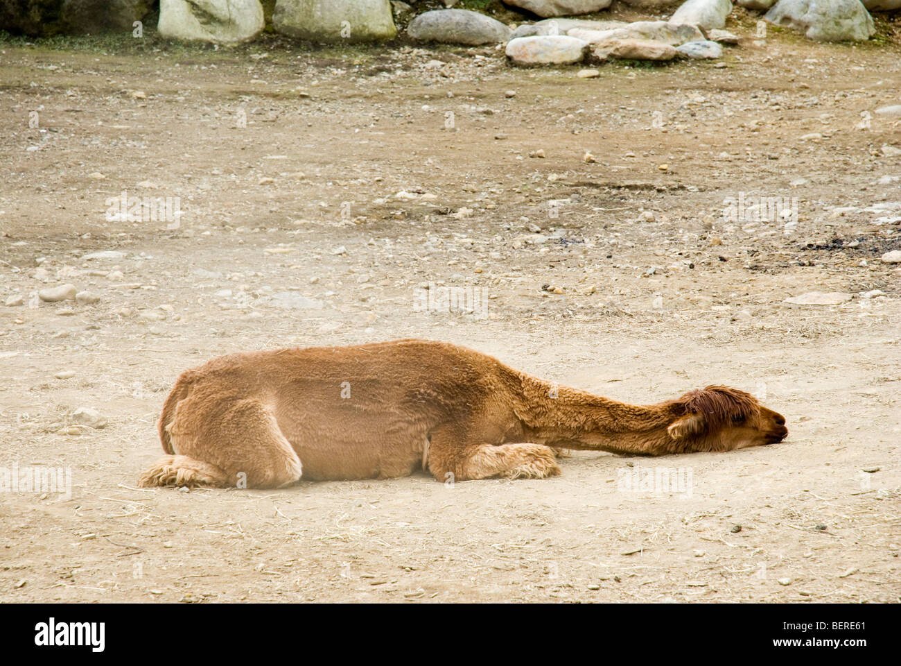 Alpacas at Nasu Alpaca Farm Tochigi, Japan Stock Photo - Alamy