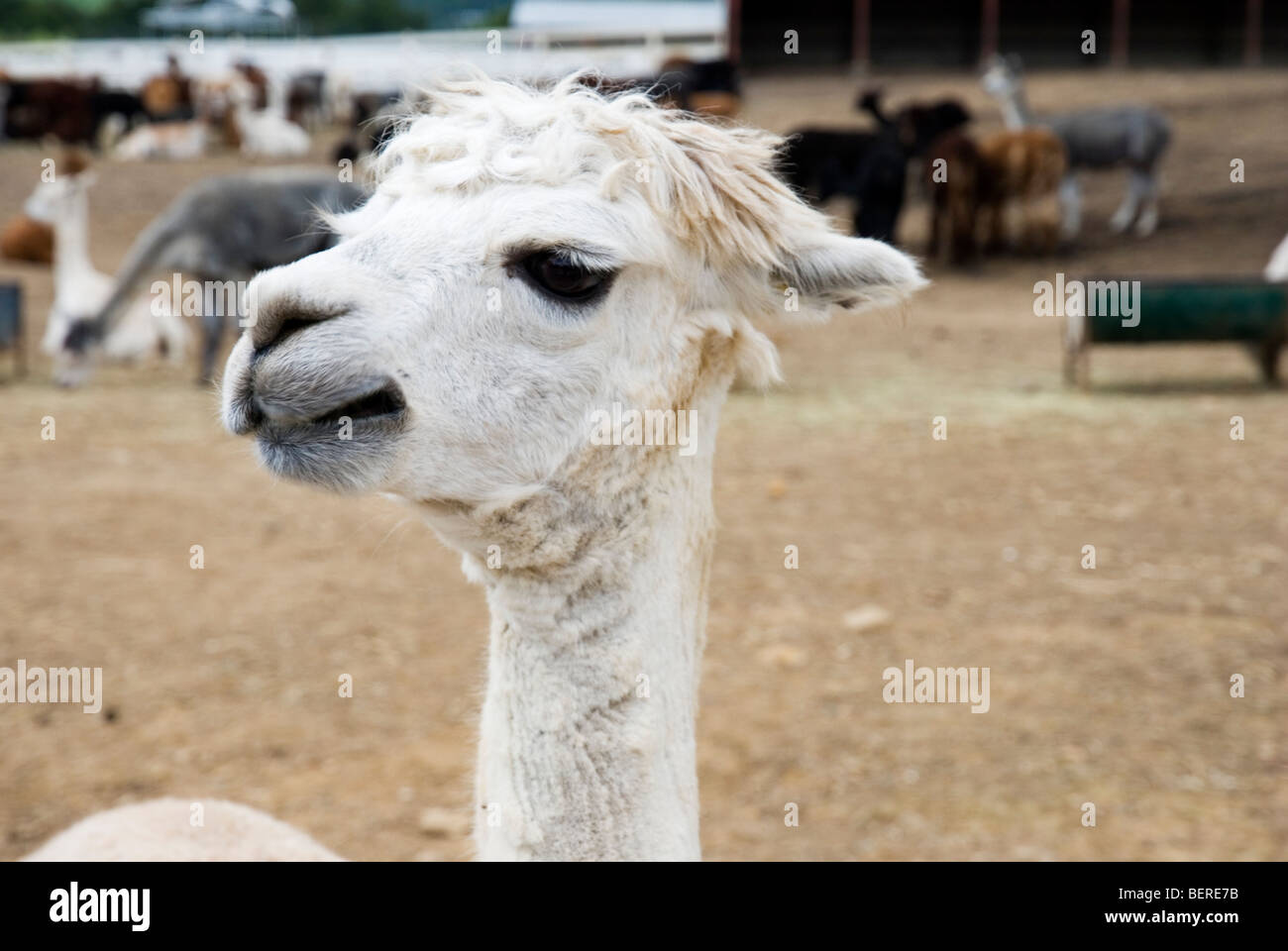 White alpaca close up at Nasu Alpaca Farm in Tochigi, Japan Stock Photo ...