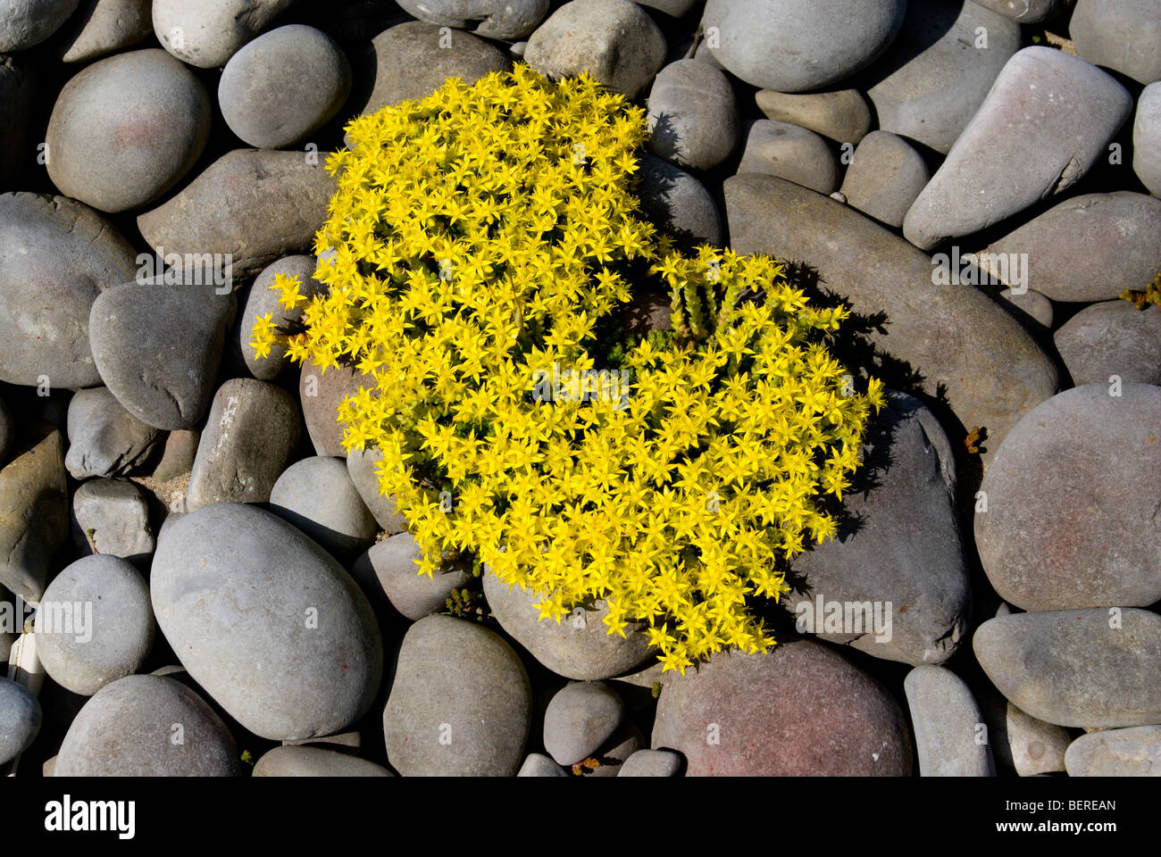 Vale yellow hi-res stock photography and images - Alamy