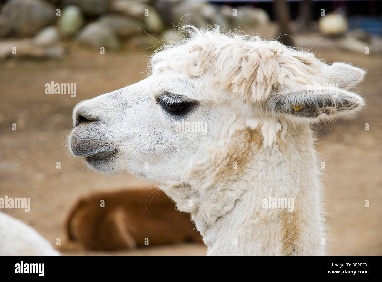 White alpaca close up at Nasu Alpaca Farm in Tochigi, Japan Stock Photo ...