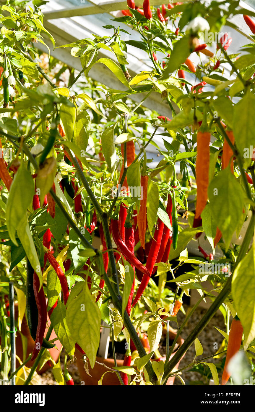 Red Chilli Plants Stock Photos & Red Chilli Plants Stock Images - Alamy