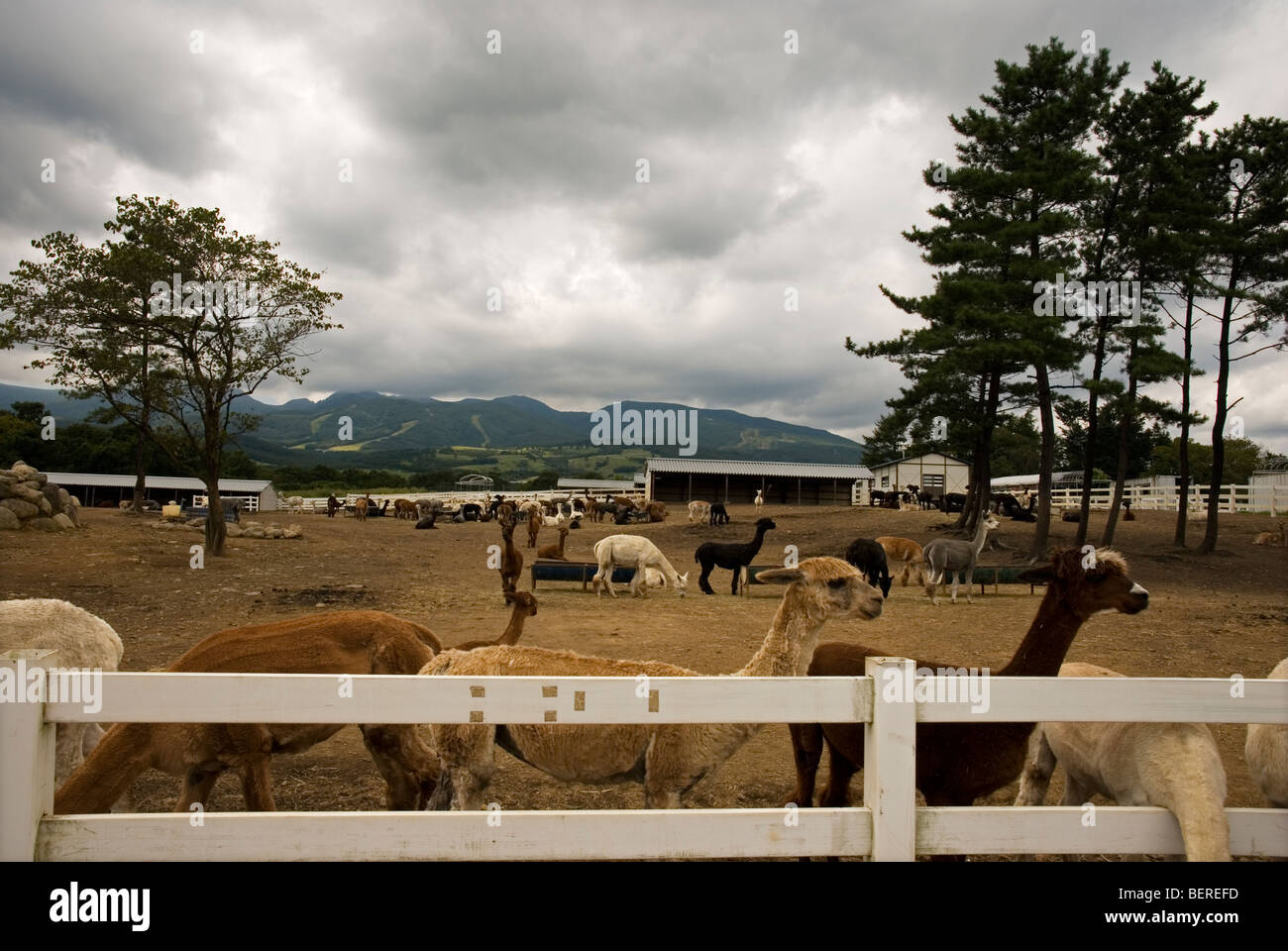 Nasu Alpaca Farm in Tochigi, Japan Stock Photo - Alamy