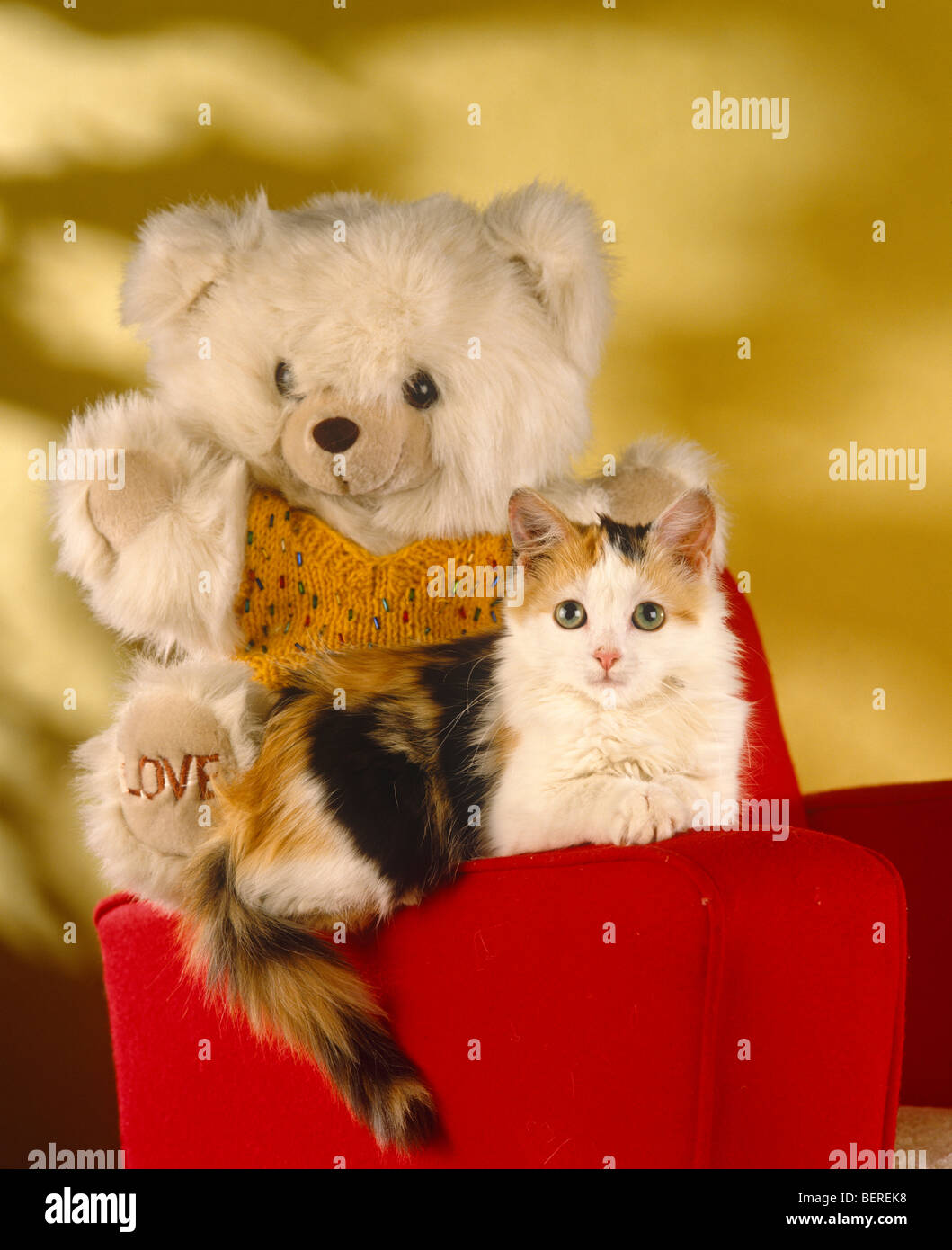 Long hair tortoiseshell cat hi-res stock photography and images - Alamy