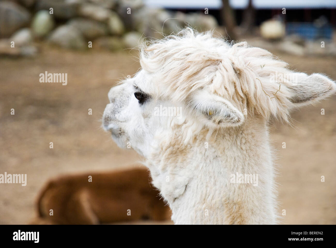 White alpaca close up at Nasu Alpaca Farm in Tochigi, Japan Stock Photo ...