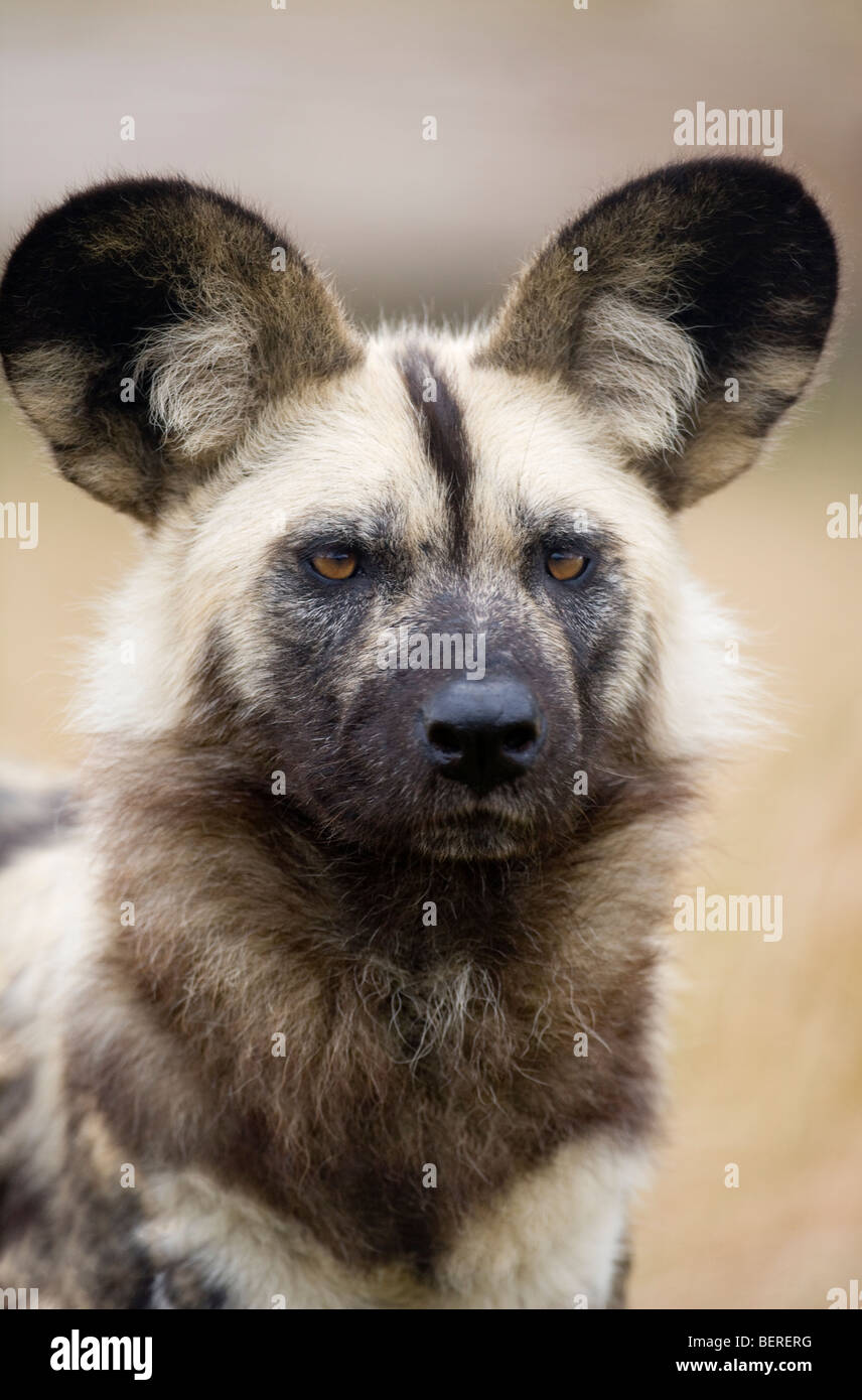 African Wild Dog Cape Hunting Dog Painted Dog Lycaon pictus Stock Photo ...