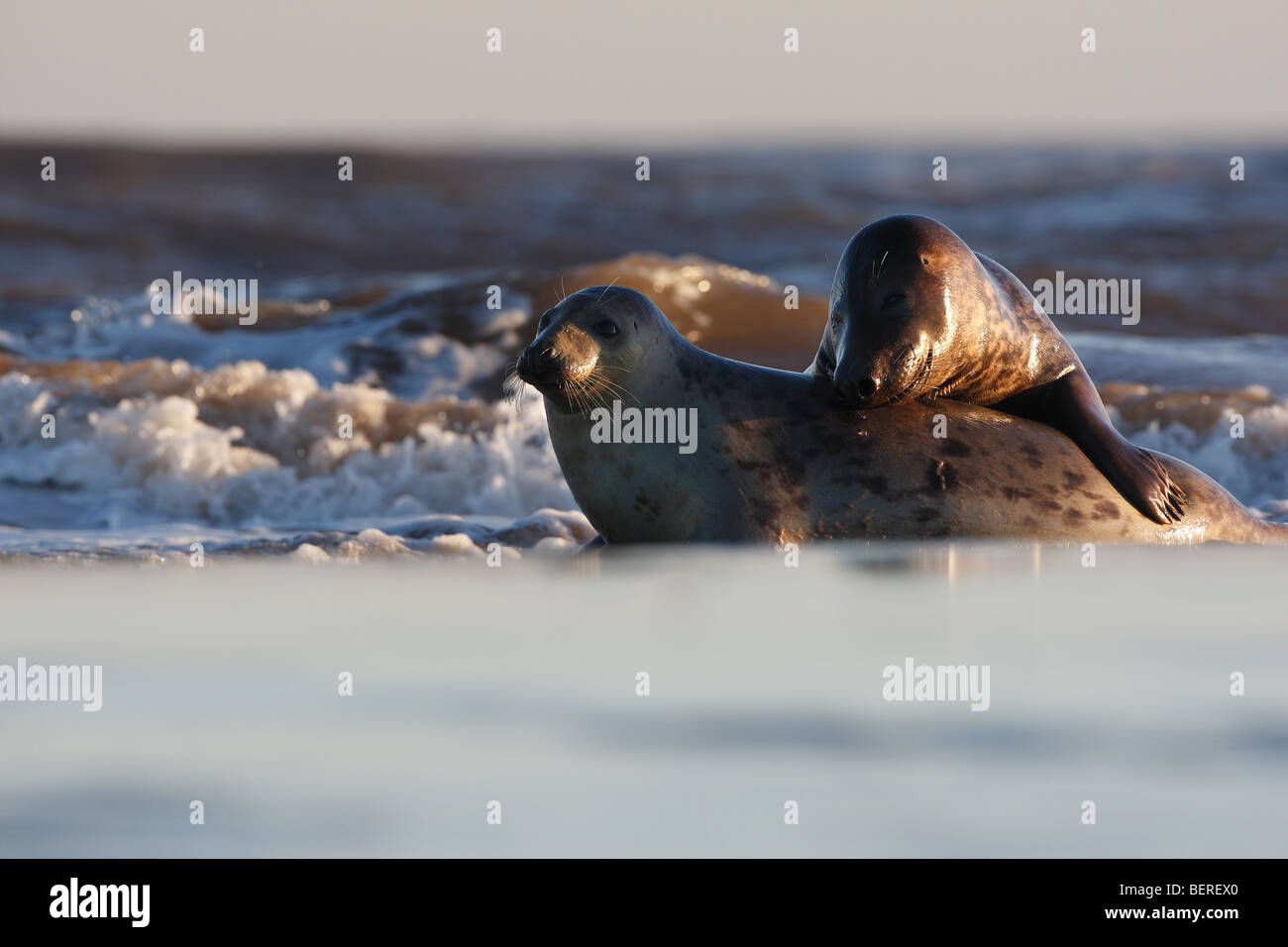 Fighting Grey seals (Halichoerus grypus) in sea, UK Stock Photo - Alamy