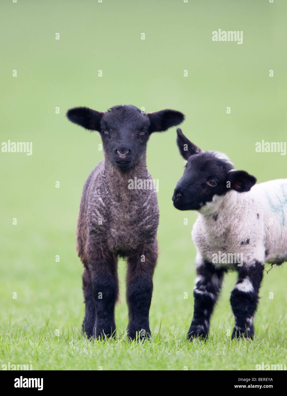 Two young Lambs Stock Photo - Alamy